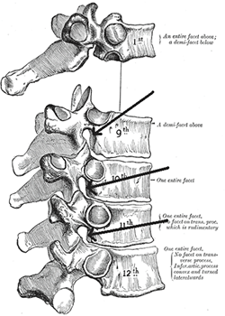 Cervical Spine Discs - Functions of Cervical Spine Discs